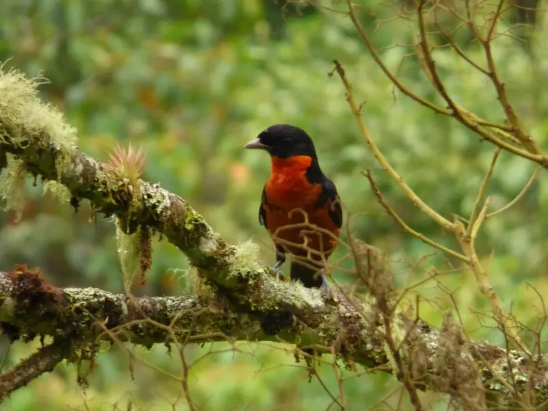 Red-ruffed fruitcrow - Facts, Diet, Habitat & Pictures on Animalia.bio