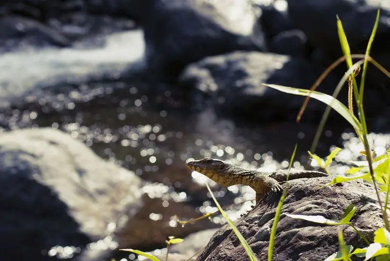 Asian Water Monitor - Facts, Diet, Habitat & Pictures on Animalia.bio