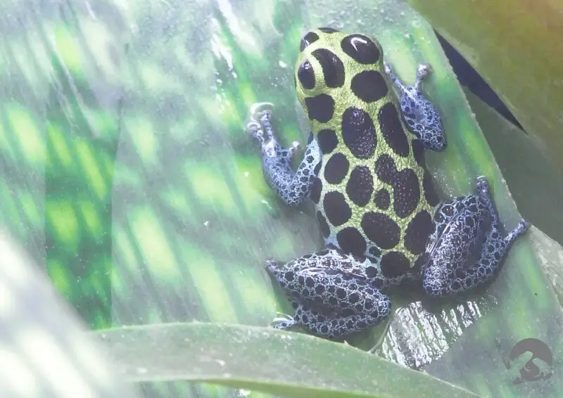Mimic poison frog - Facts, Diet, Habitat & Pictures on Animalia.bio