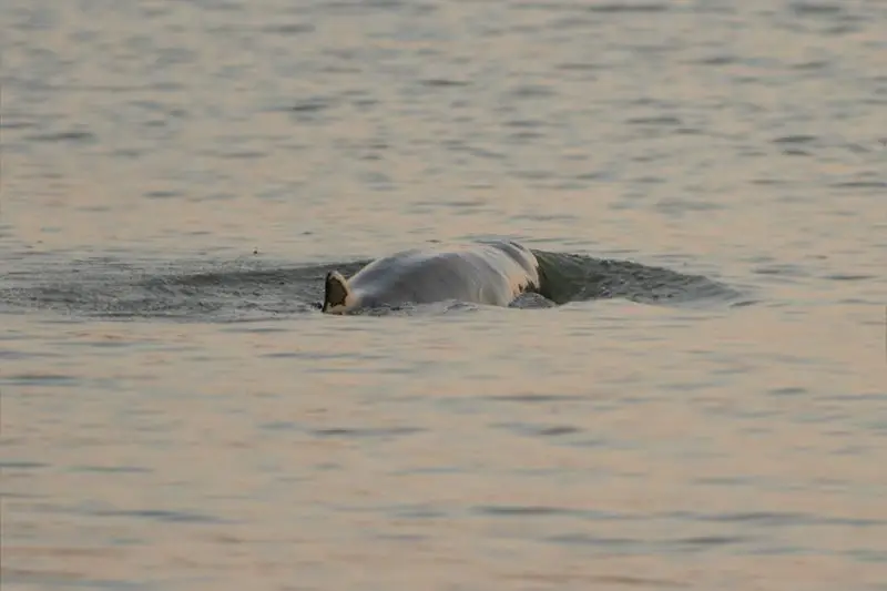 Irrawaddy Dolphin - Facts, Diet, Habitat & Pictures on Animalia.bio