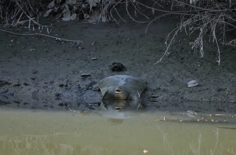 Euphrates softshell turtle - Facts, Diet, Habitat & Pictures on ...