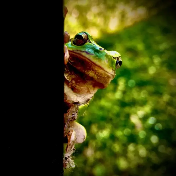 Italian tree frog - Facts, Diet, Habitat & Pictures on Animalia.bio