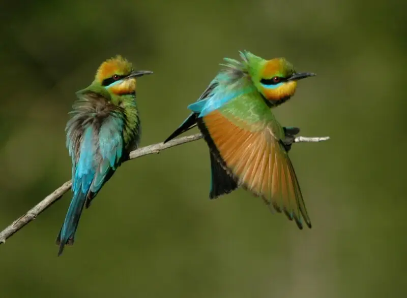 Rainbow bee-eater - Facts, Diet, Habitat & Pictures on Animalia.bio