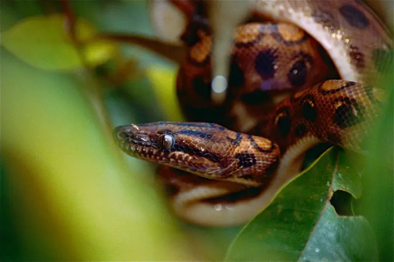 Rainbow Boa - Facts, Diet, Habitat & Pictures on Animalia.bio