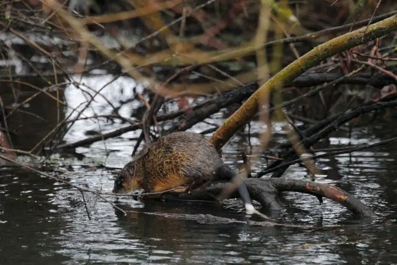 Rakali - Facts, Diet, Habitat & Pictures on Animalia.bio