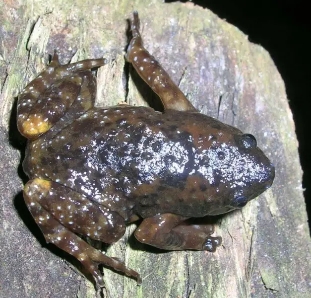 Uperodon montanus - факти, дієта, ареал і фотографії на Animalia.bio
