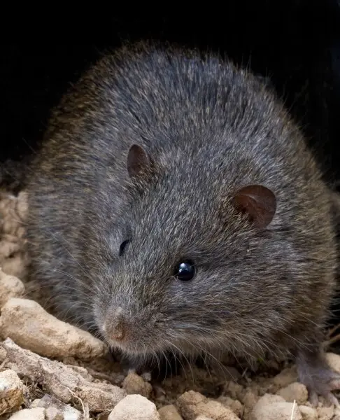 Australian swamp rat - Facts, Diet, Habitat & Pictures on Animalia.bio