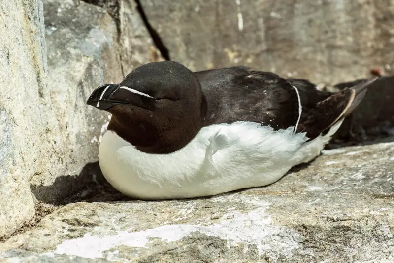 Razorbill - Facts, Diet, Habitat & Pictures on Animalia.bio