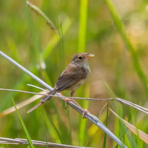 Red-backed fairywren - Facts, Diet, Habitat & Pictures on Animalia.bio