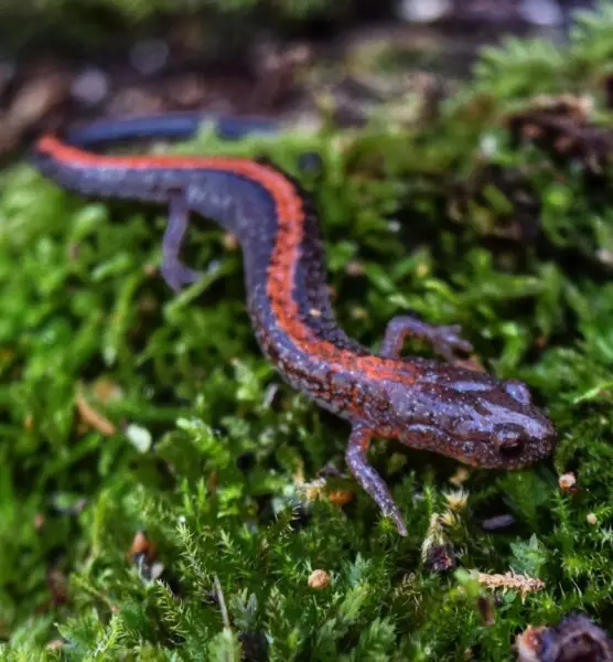 Red-backed salamander - Facts, Diet, Habitat & Pictures on Animalia.bio