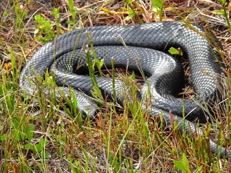 Red-Bellied Black Snake - Facts, Diet, Habitat & Pictures on Animalia.bio