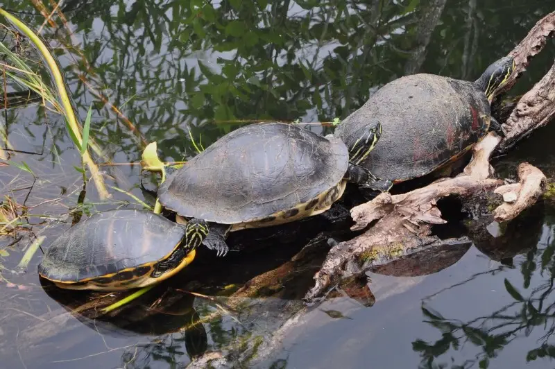 Northern red-bellied cooter - Facts, Diet, Habitat & Pictures on ...