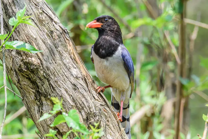 Urocissa erythroryncha - факти, дієта, ареал і фотографії на Animalia.bio
