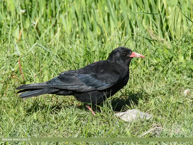Red-billed chough - Facts, Diet, Habitat & Pictures on Animalia.bio