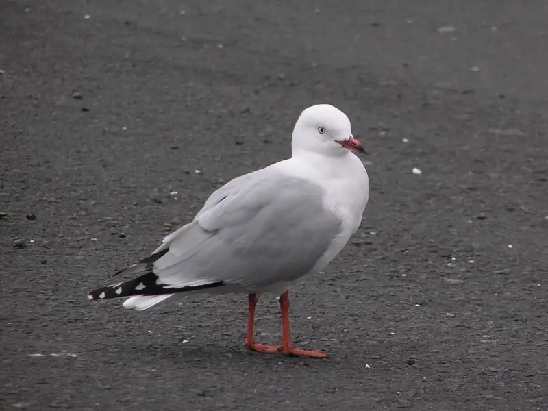 Red-billed gull - Facts, Diet, Habitat & Pictures on Animalia.bio