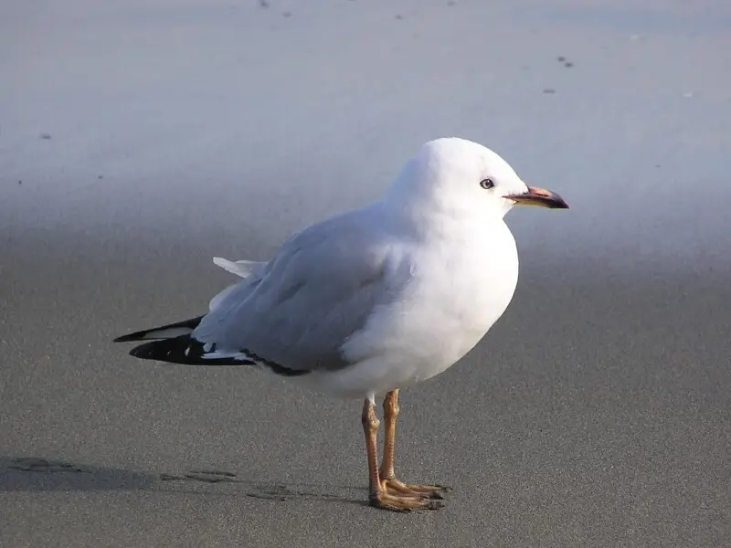 Red-billed gull - Facts, Diet, Habitat & Pictures on Animalia.bio