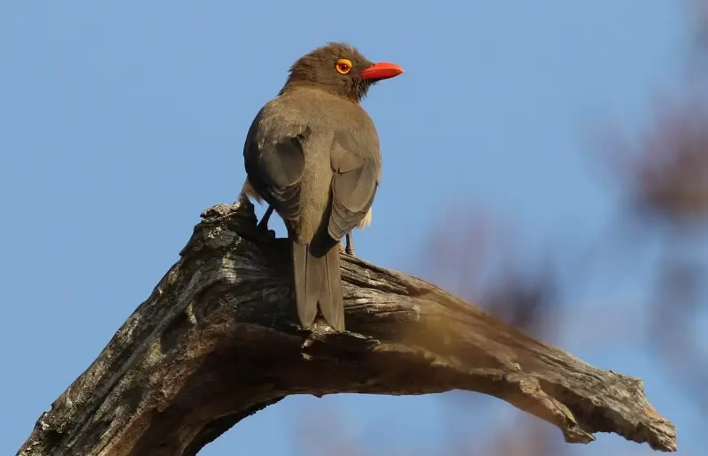 Red-billed oxpecker - Facts, Diet, Habitat & Pictures on Animalia.bio