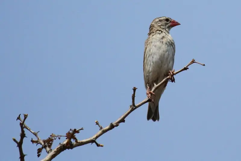 Red-billed quelea - Facts, Diet, Habitat & Pictures on Animalia.bio