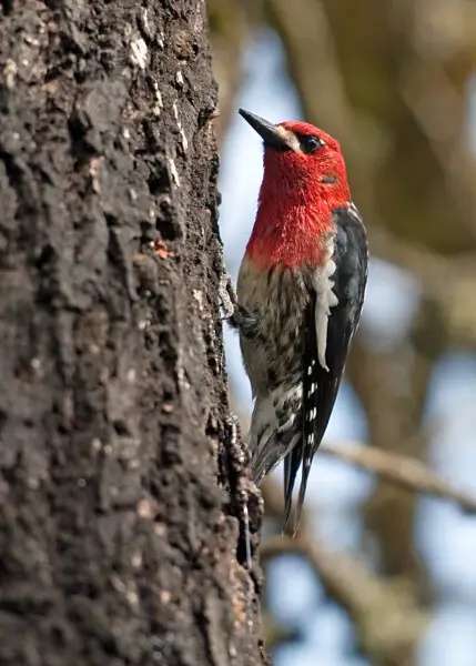 Sphyrapicus ruber - факти, дієта, ареал і фотографії на Animalia.bio