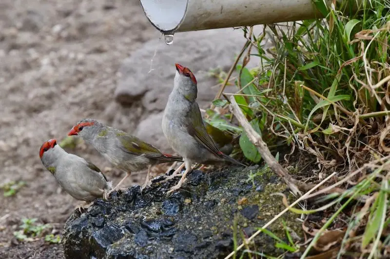Red-Browed Finch - Facts, Diet, Habitat & Pictures on Animalia.bio