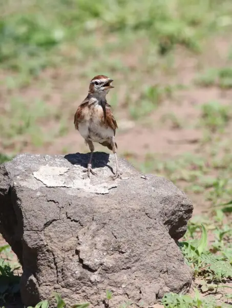 Red-capped lark - Facts, Diet, Habitat & Pictures on Animalia.bio