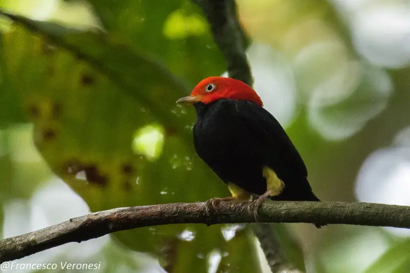 Red-capped manakin - Facts, Diet, Habitat & Pictures on Animalia.bio