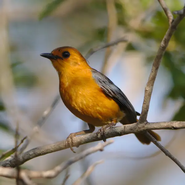 Cossypha natalensis - Fatti, dieta, habitat e immagini su Animalia.bio