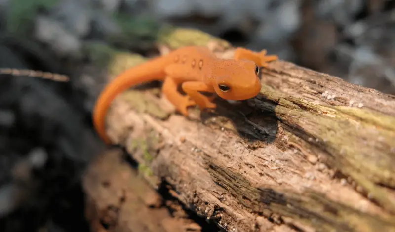 Eastern newt - Facts, Diet, Habitat & Pictures on Animalia.bio