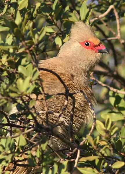 Red-faced mousebird - Facts, Diet, Habitat & Pictures on Animalia.bio