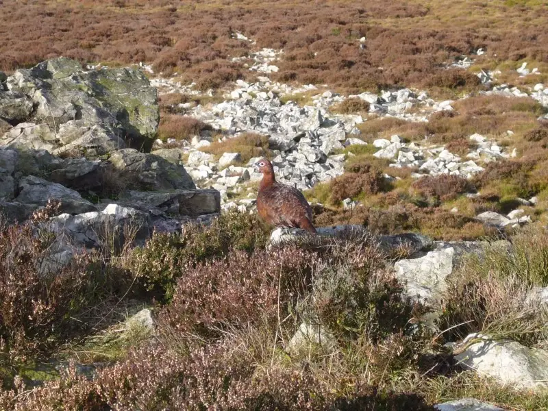 Red grouse - Facts, Diet, Habitat & Pictures on Animalia.bio