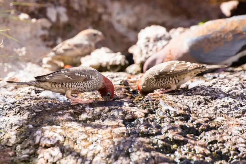 Red-headed finch - Facts, Diet, Habitat & Pictures on Animalia.bio