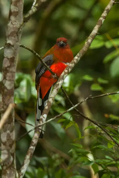 Red-headed trogon - Facts, Diet, Habitat & Pictures on Animalia.bio