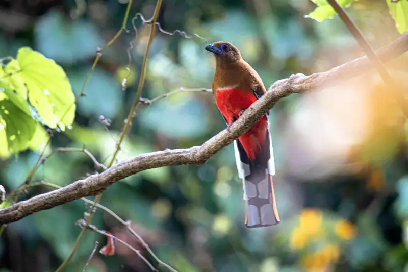 Red-headed trogon - Facts, Diet, Habitat & Pictures on Animalia.bio