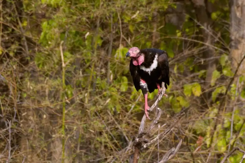 Red-headed vulture - Facts, Diet, Habitat & Pictures on Animalia.bio