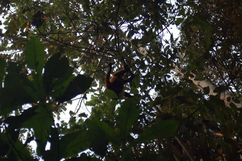 Red Howler Monkey - Facts, Diet, Habitat & Pictures on Animalia.bio