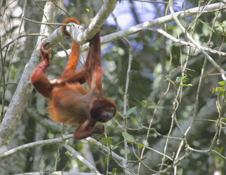 Red Howler Monkey - Facts, Diet, Habitat & Pictures on Animalia.bio