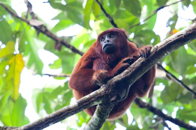 Red Howler Monkey - Facts, Diet, Habitat & Pictures on Animalia.bio