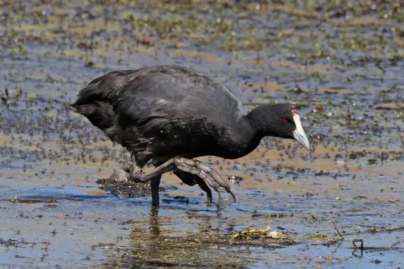 Fulica cristata - факти, дієта, ареал і фотографії на Animalia.bio