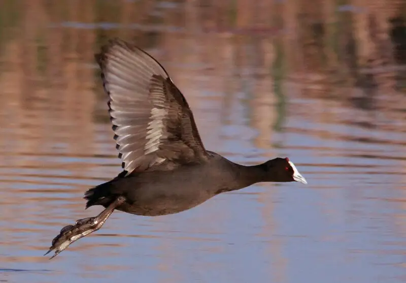 Red-knobbed coot - Facts, Diet, Habitat & Pictures on Animalia.bio
