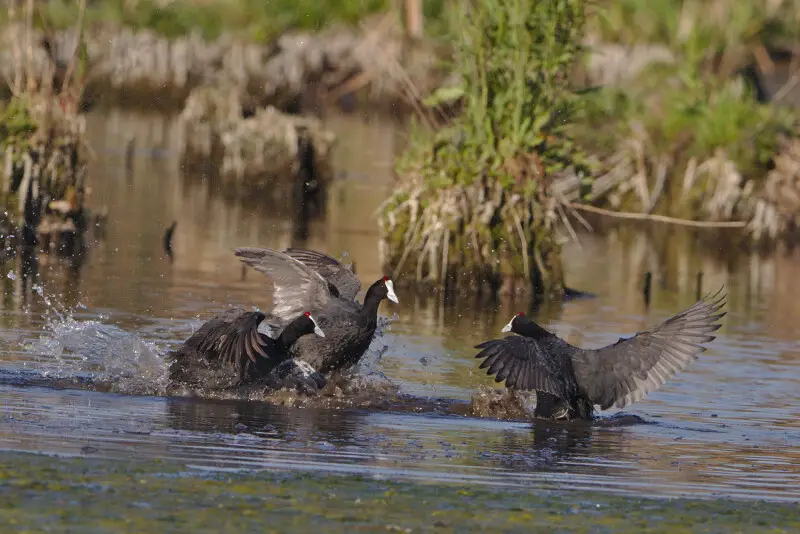 Red-knobbed coot - Facts, Diet, Habitat & Pictures on Animalia.bio