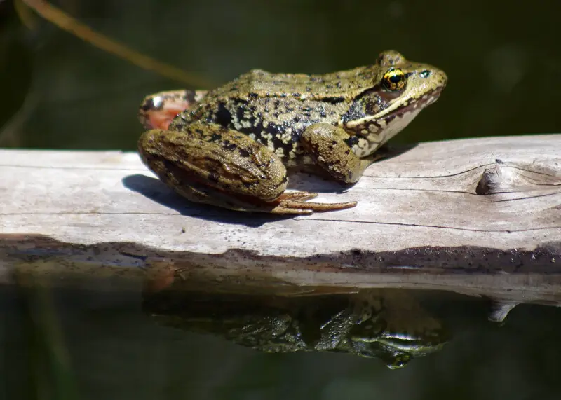Northern red-legged frog - Facts, Diet, Habitat & Pictures on Animalia.bio