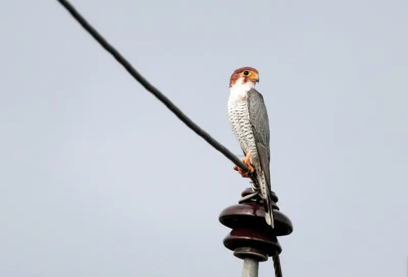 Red-necked falcon - Facts, Diet, Habitat & Pictures on Animalia.bio