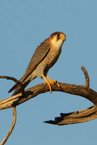 Red-necked falcon - Facts, Diet, Habitat & Pictures on Animalia.bio