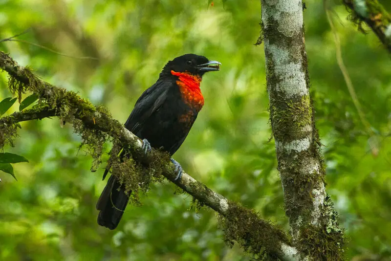 Red-ruffed fruitcrow - Facts, Diet, Habitat & Pictures on Animalia.bio