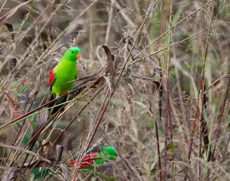 Red-winged parrot - Facts, Diet, Habitat & Pictures on Animalia.bio