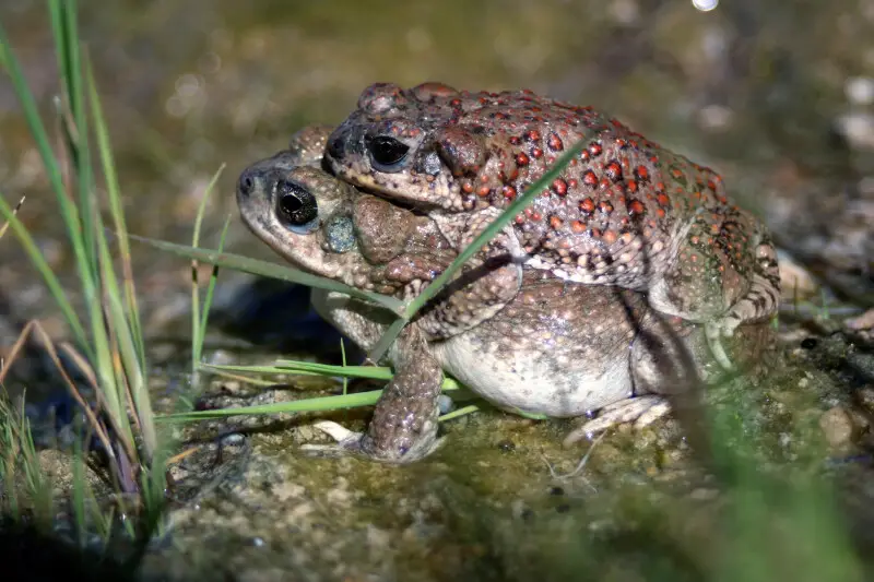 Red-spotted toad - Facts, Diet, Habitat & Pictures on Animalia.bio