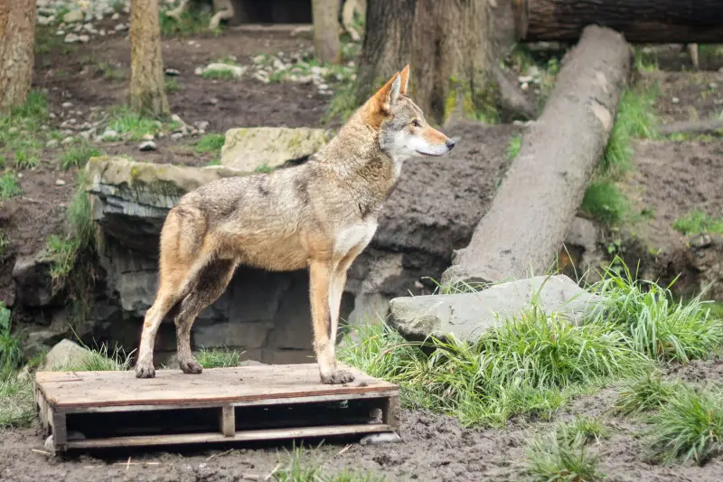 Red wolf - Facts, Diet, Habitat & Pictures on Animalia.bio