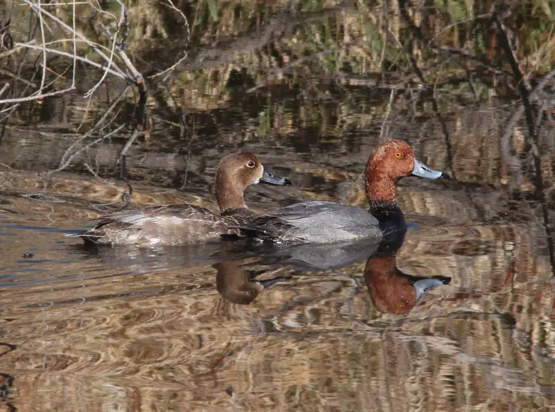 Redhead - Facts, Diet, Habitat & Pictures on Animalia.bio