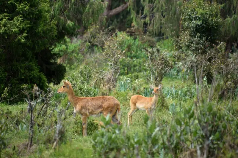 Mountain Reedbuck - Facts, Diet, Habitat & Pictures on Animalia.bio