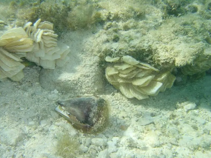 Conus leopardus - Facts, Diet, Habitat & Pictures on Animalia.bio